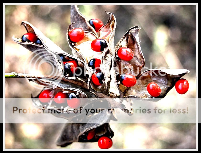 Im having a go at germinating some Abrus Precatorius seeds - Hardy ...